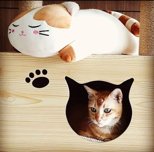 Teachers’ Day 2022: Teachers’ Pets – Raffles Press
